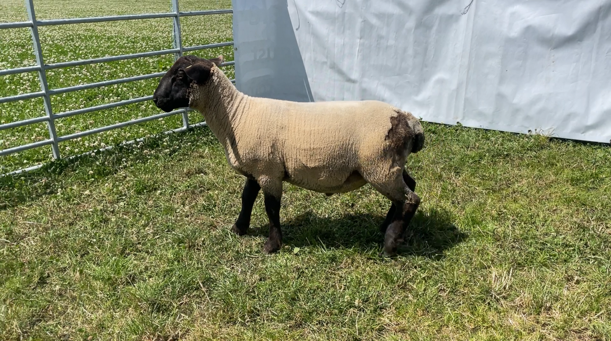 Suffolk Archives - Peter Baber, Sheep Breeding & Consultancy