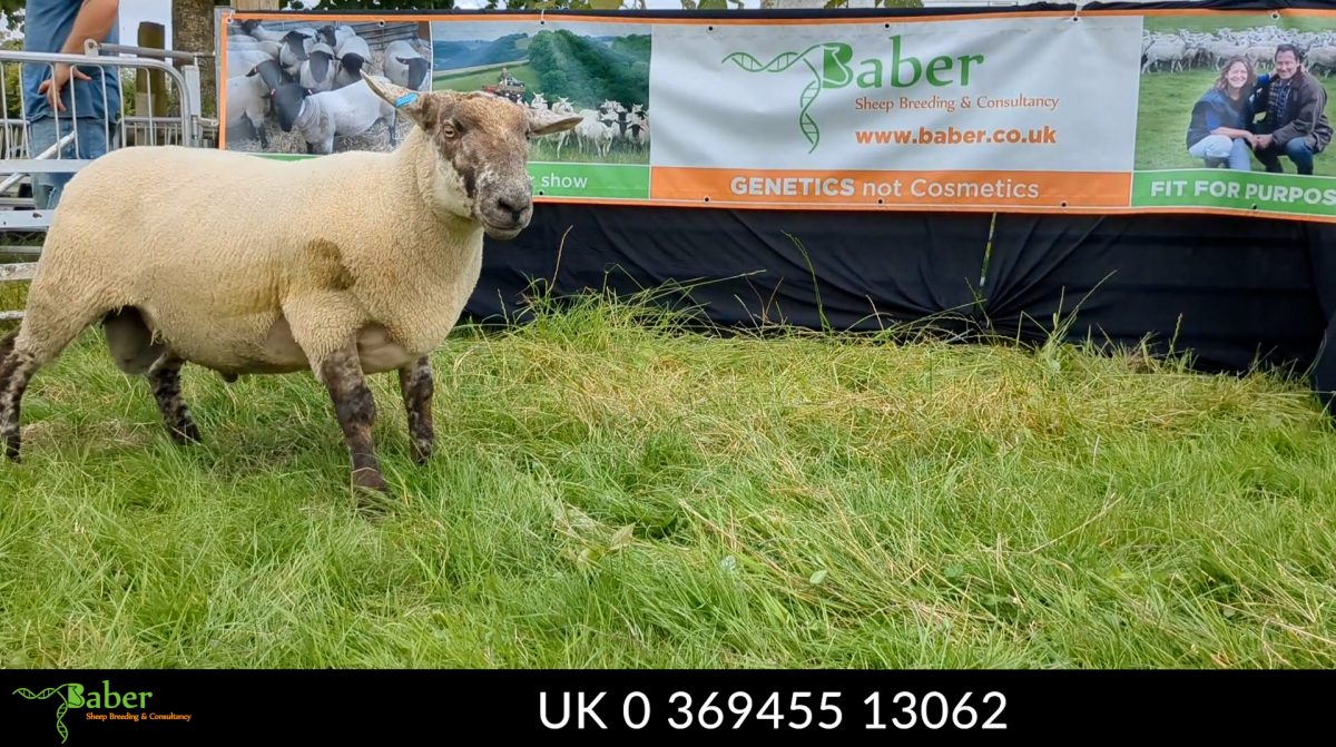 SufTex Archives - Peter Baber, Sheep Breeding & Consultancy