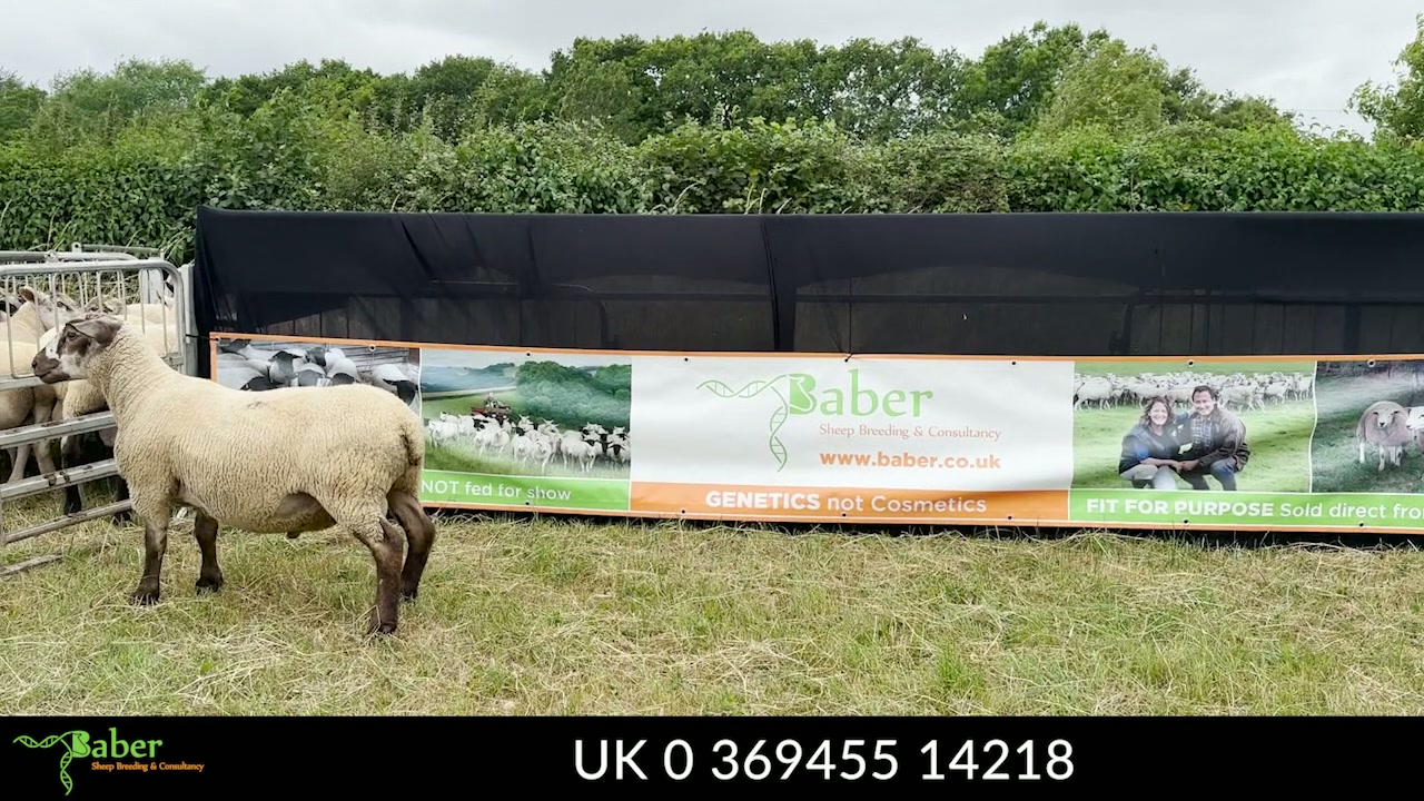 14218 - ST - Peter Baber, Sheep Breeding & Consultancy