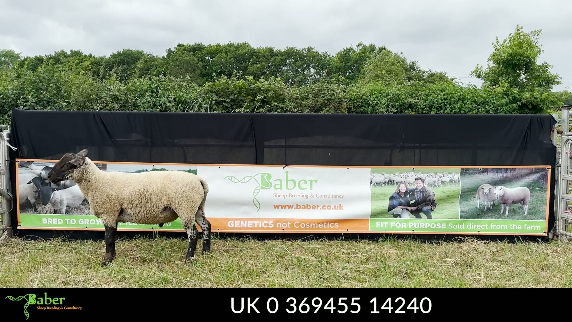 14240 - SST - Peter Baber, Sheep Breeding & Consultancy