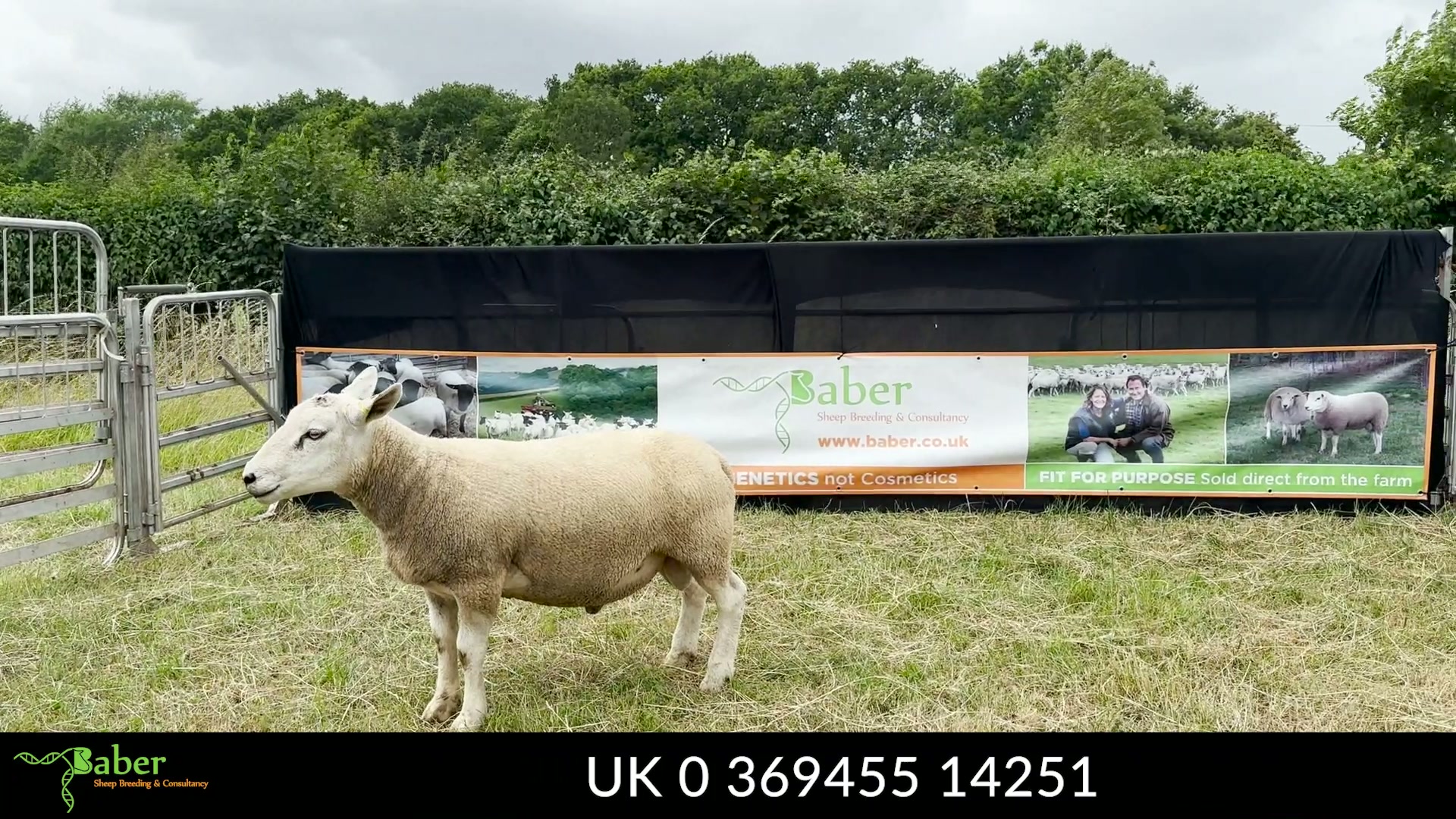 14251 - TST - Peter Baber, Sheep Breeding & Consultancy
