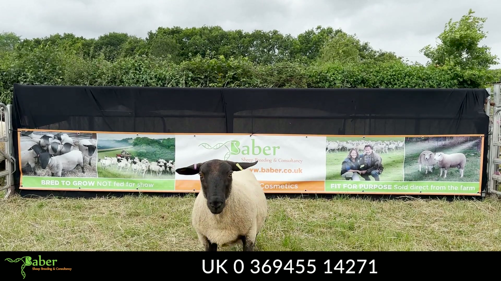 14271 - SST - Peter Baber, Sheep Breeding & Consultancy