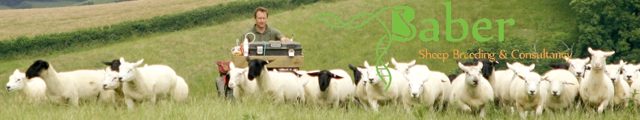 Breeds | Peter Baber, Sheep Breeding & Consultancy