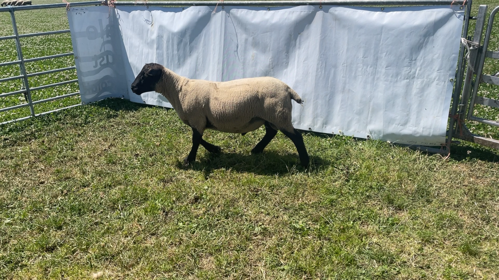 Rams For Sale - Peter Baber, Sheep Breeding & Consultancy