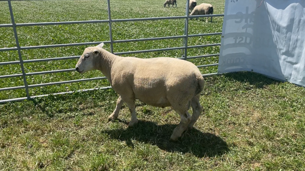 Rams For Sale - Peter Baber, Sheep Breeding & Consultancy