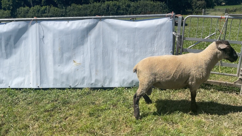 Rams For Sale - Peter Baber, Sheep Breeding & Consultancy