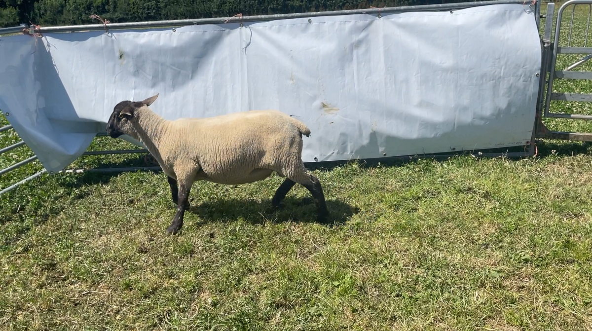 Suffolk Archives - Peter Baber, Sheep Breeding & Consultancy