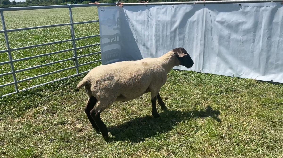 Suffolk Archives - Peter Baber, Sheep Breeding & Consultancy