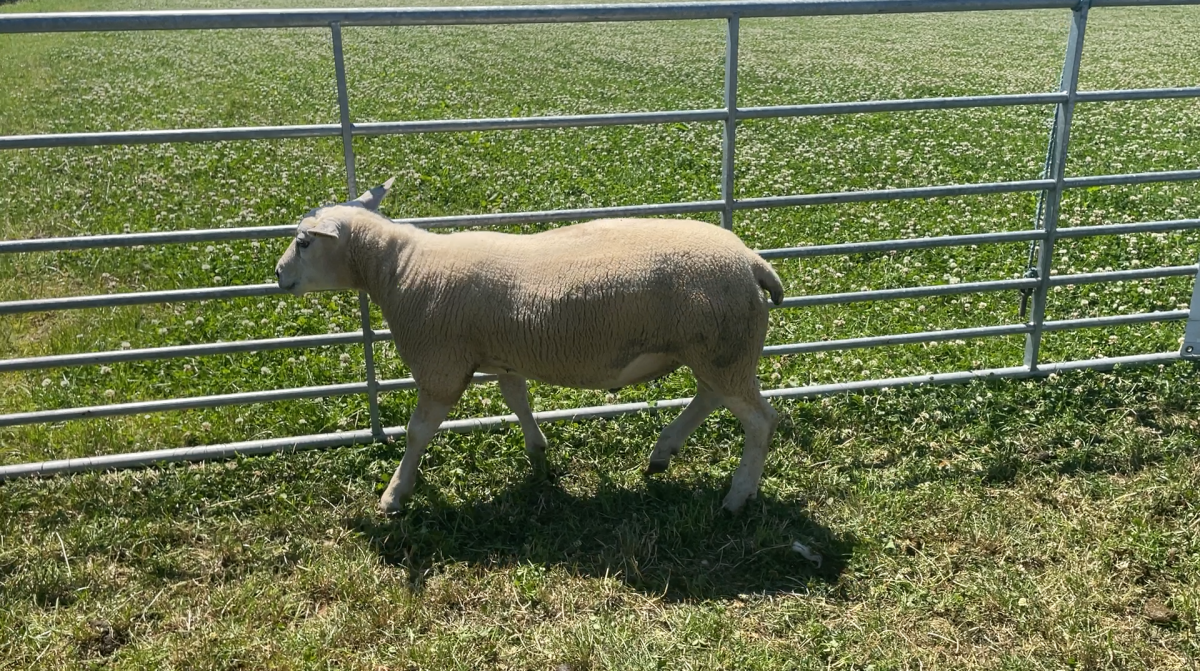 Texel Archives - Peter Baber, Sheep Breeding & Consultancy