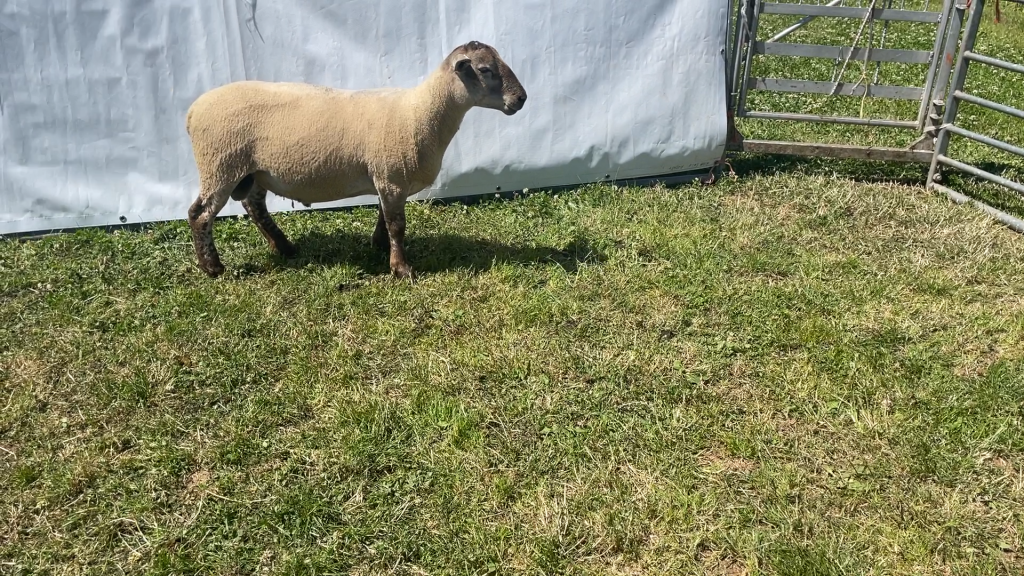 Rams For Sale - Peter Baber, Sheep Breeding & Consultancy