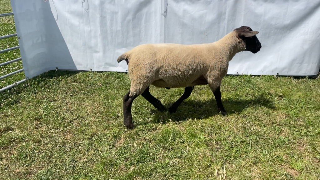 Rams For Sale - Peter Baber, Sheep Breeding & Consultancy