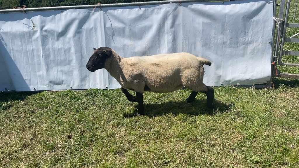 Suffolk Archives - Peter Baber, Sheep Breeding & Consultancy