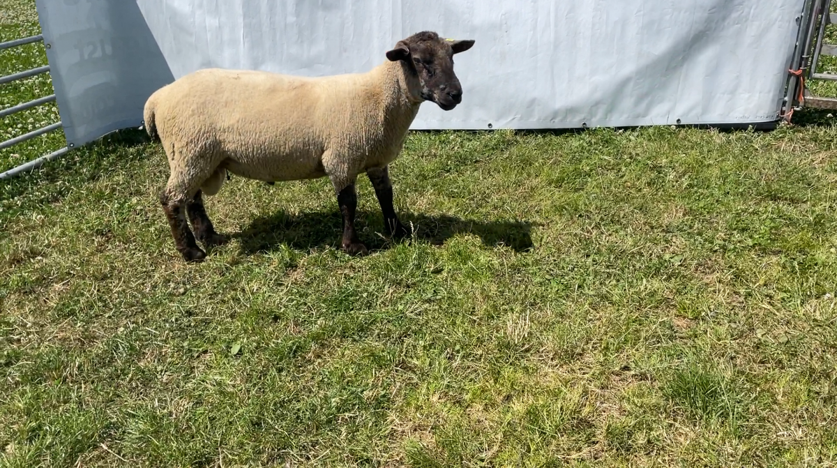Rams For Sale - Peter Baber, Sheep Breeding & Consultancy