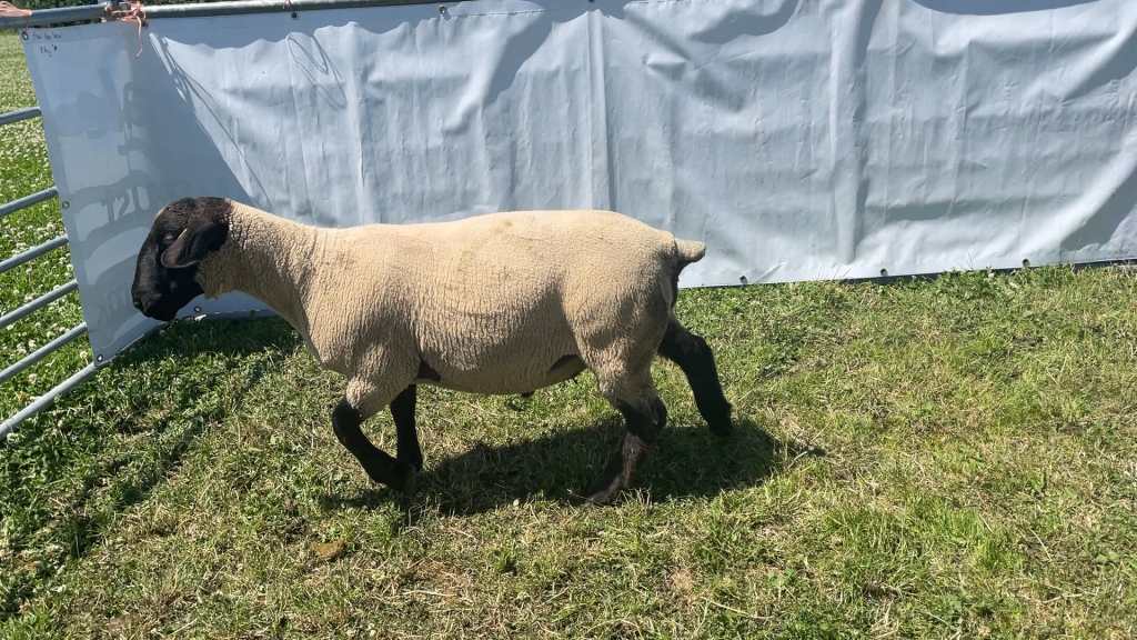 Suffolk Archives - Peter Baber, Sheep Breeding & Consultancy