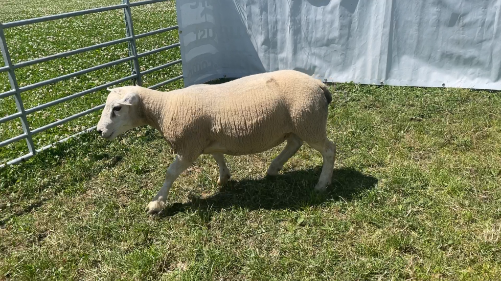 Texel Archives - Peter Baber, Sheep Breeding & Consultancy