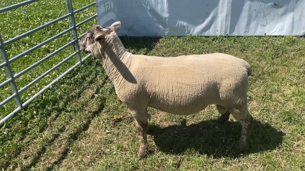 Rams For Sale - Peter Baber, Sheep Breeding & Consultancy