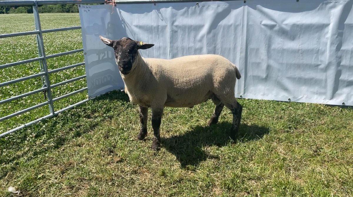 Rams For Sale - Peter Baber, Sheep Breeding & Consultancy