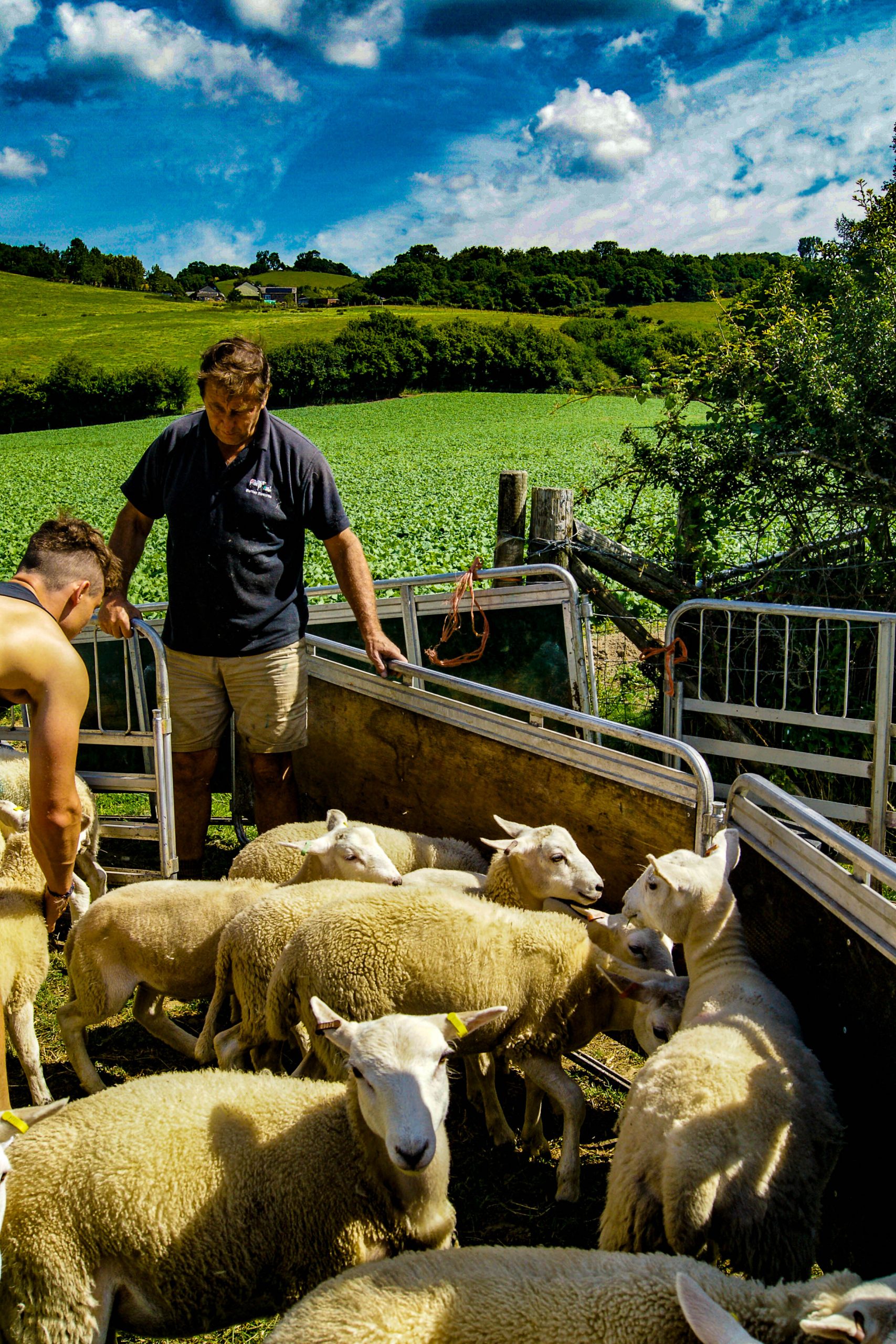 Exlana - Peter Baber, Sheep Breeding & Consultancy