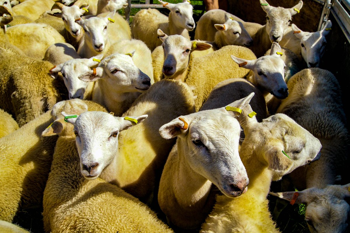 Exlana - Peter Baber, Sheep Breeding & Consultancy