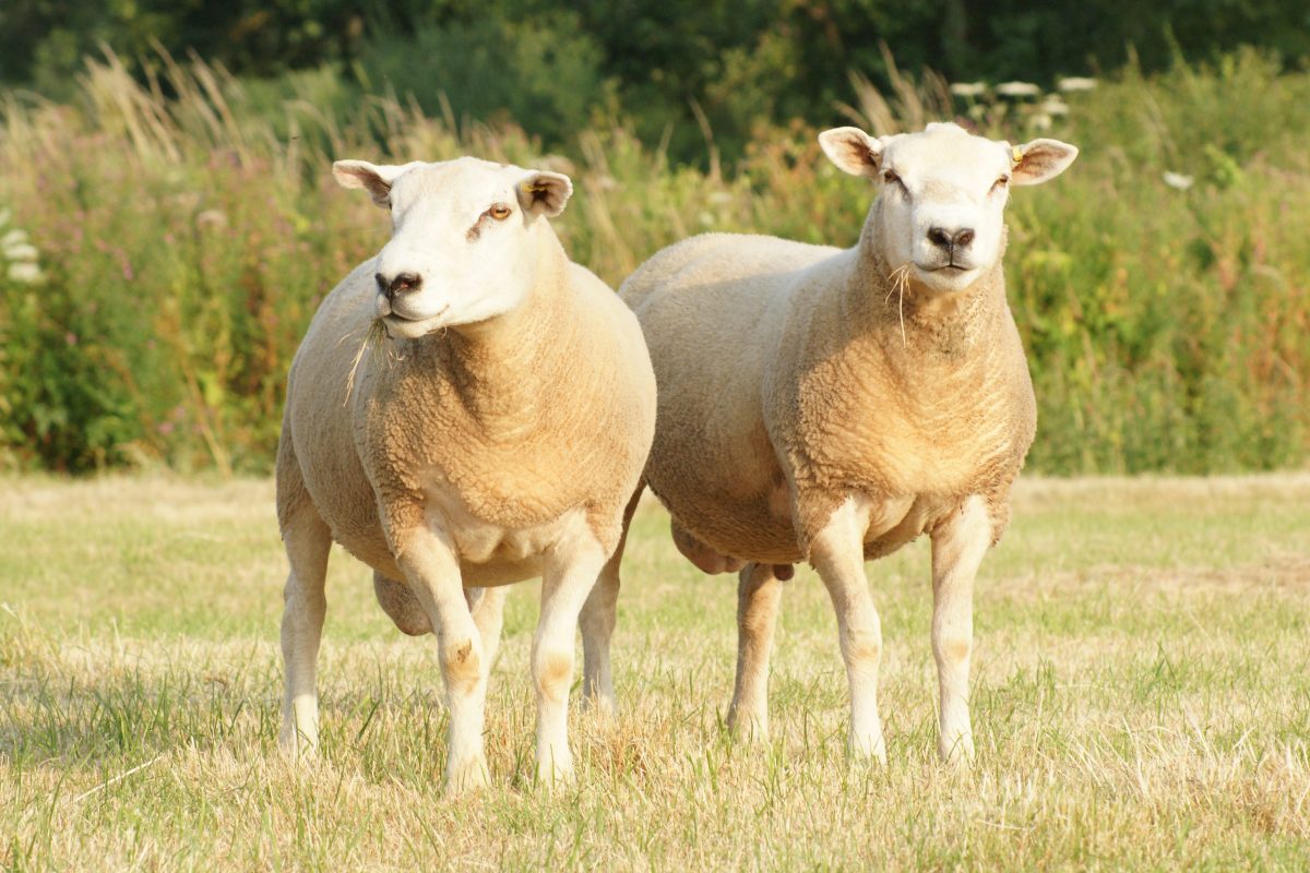 Texel - Peter Baber, Sheep Breeding & Consultancy