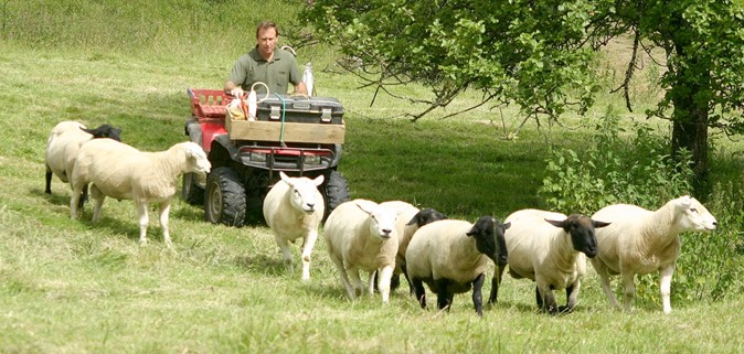 Stock for sale - Peter Baber, Sheep Breeding & Consultancy