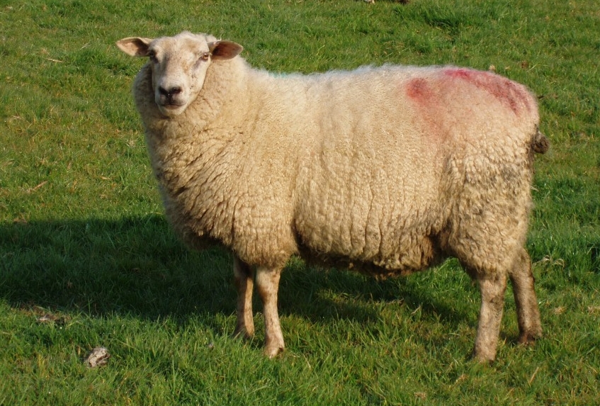 SufTex - Peter Baber, Sheep Breeding & Consultancy