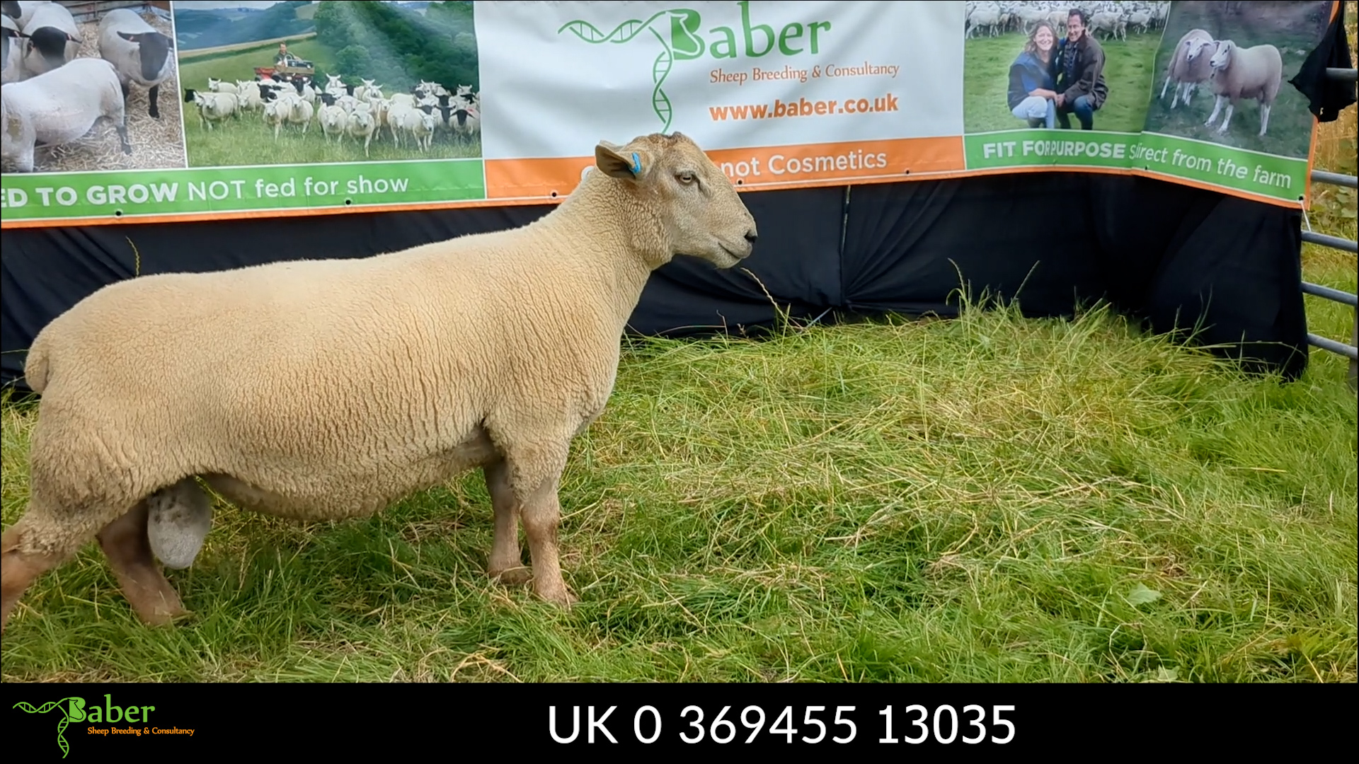 Rams For Sale - Peter Baber, Sheep Breeding & Consultancy