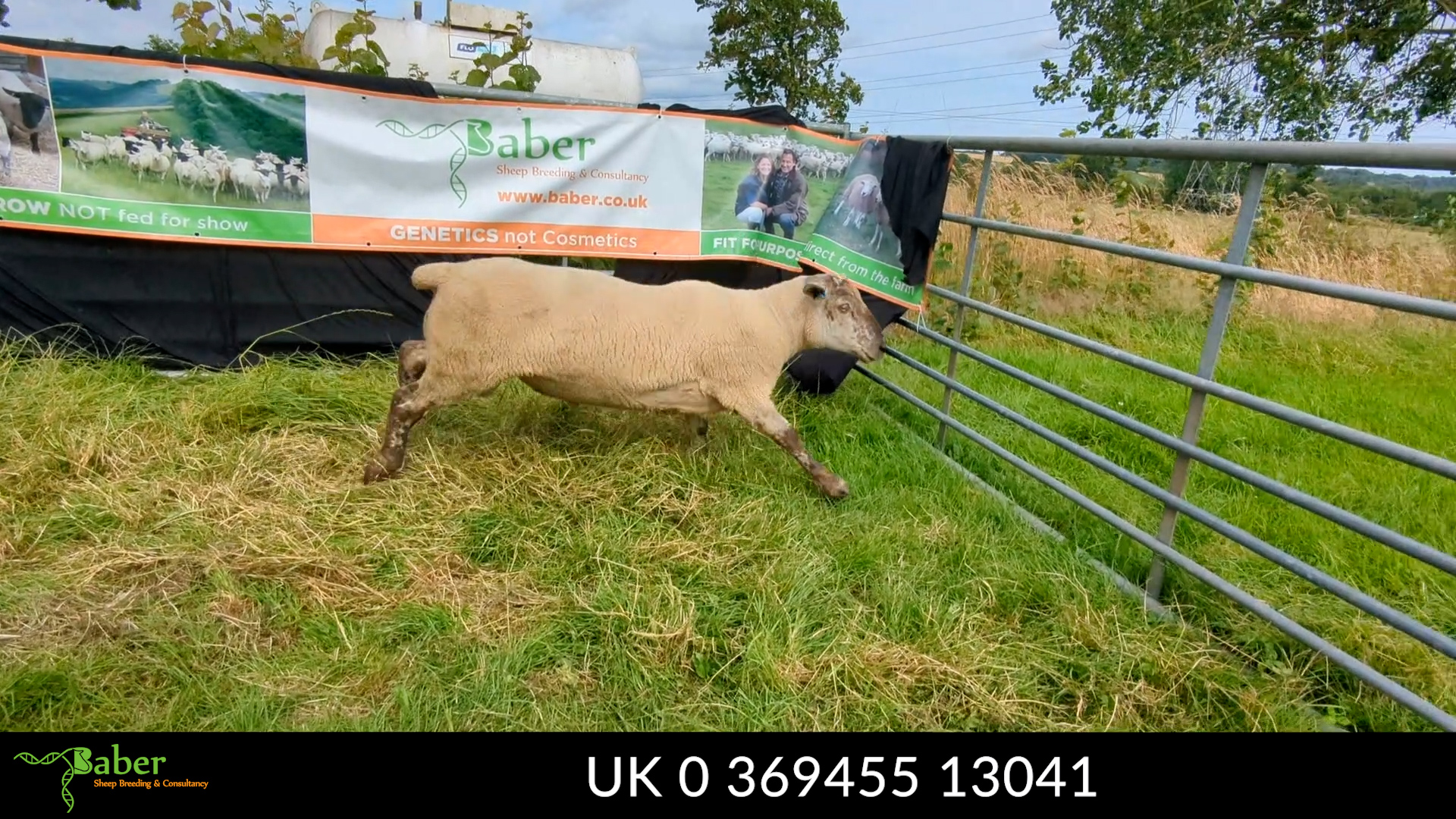 Rams For Sale - Peter Baber, Sheep Breeding & Consultancy