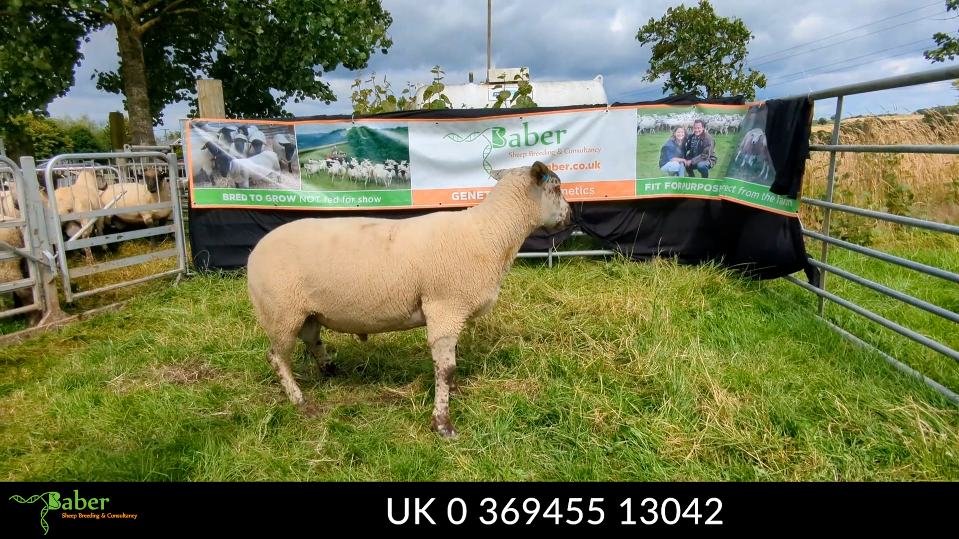 Rams For Sale - Peter Baber, Sheep Breeding & Consultancy