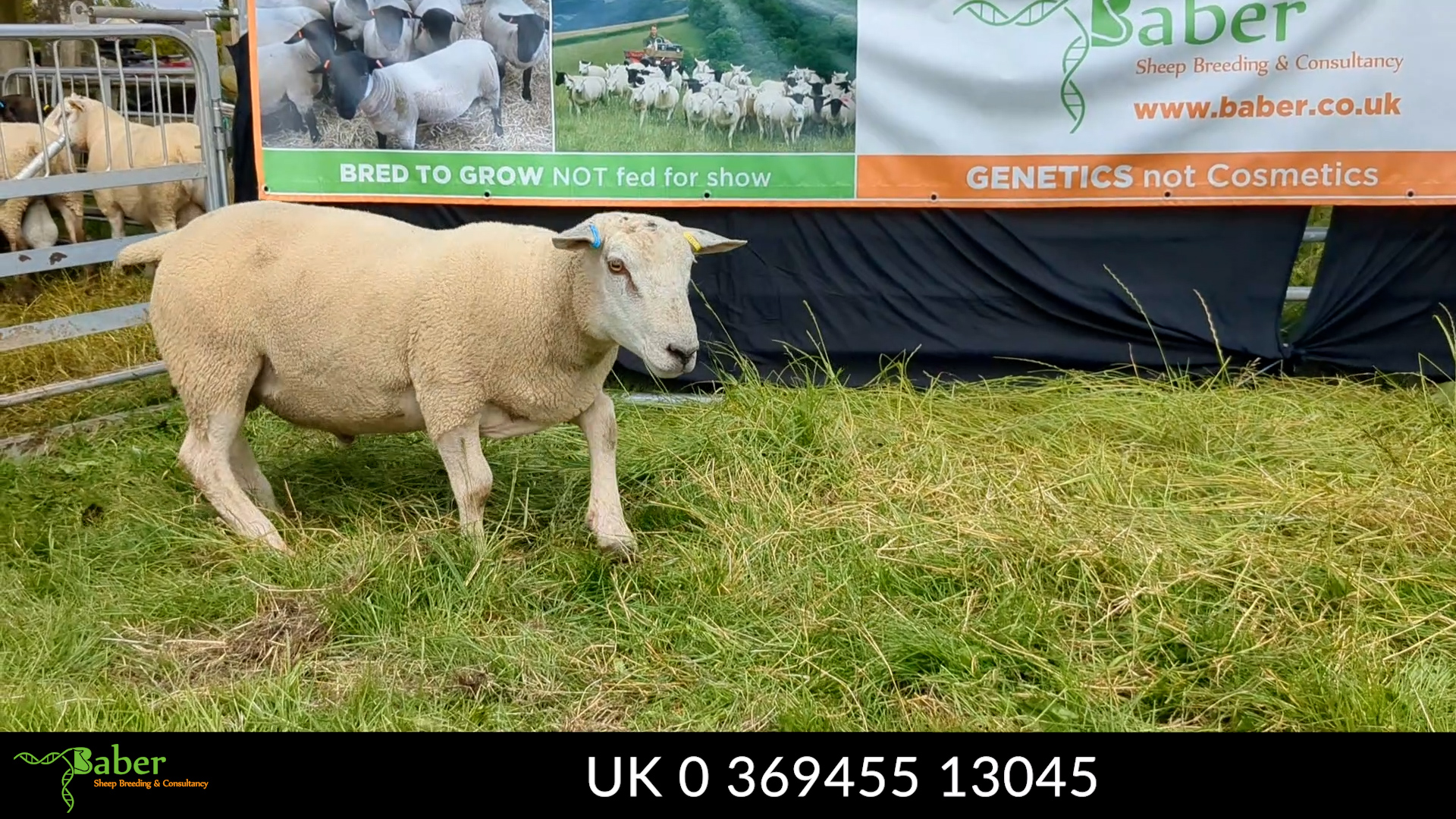 Rams For Sale - Peter Baber, Sheep Breeding & Consultancy
