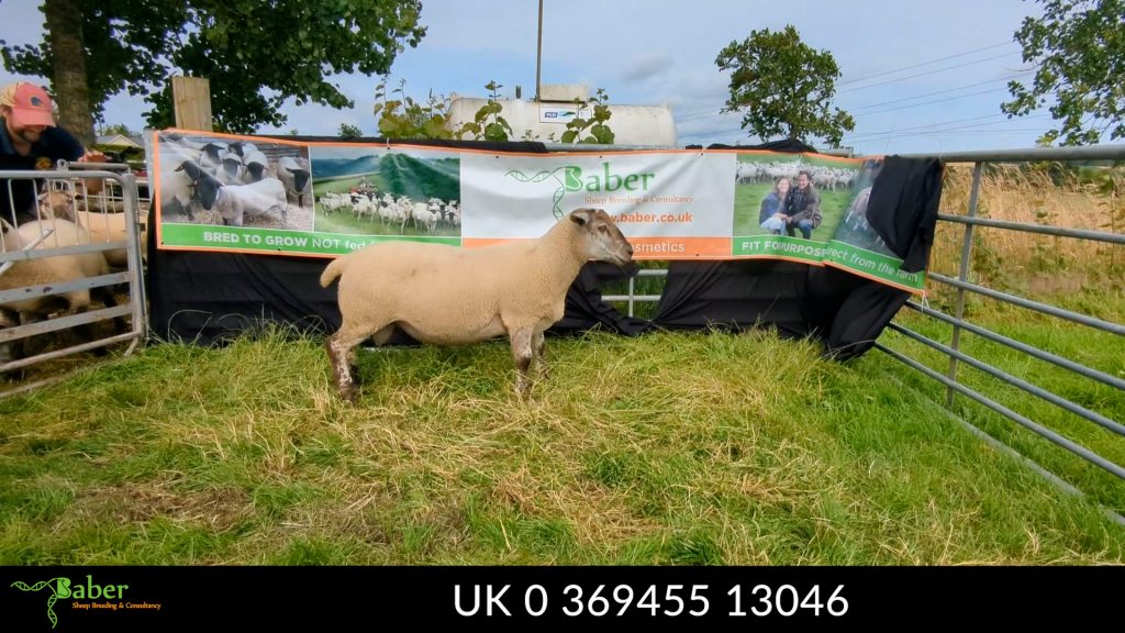 SufTex Archives - Peter Baber, Sheep Breeding & Consultancy