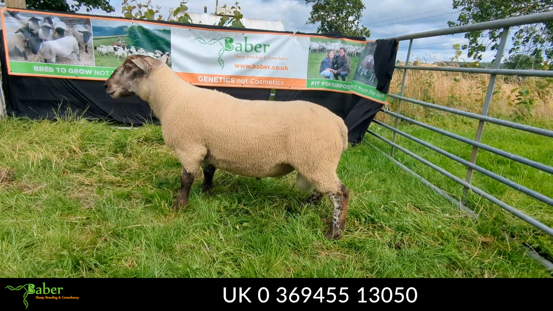 Rams For Sale - Peter Baber, Sheep Breeding & Consultancy