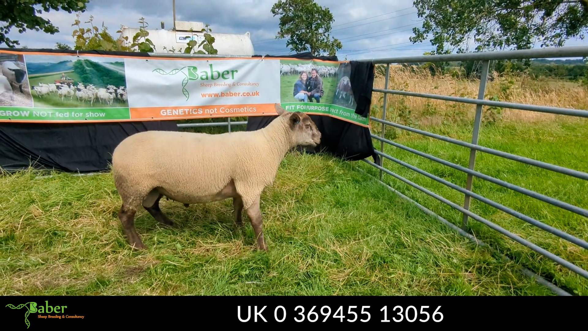 SufTex Archives - Peter Baber, Sheep Breeding & Consultancy