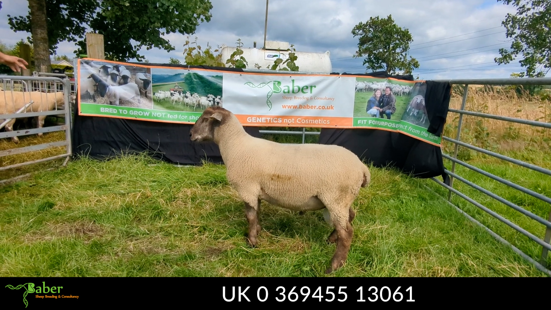 Rams For Sale - Peter Baber, Sheep Breeding & Consultancy