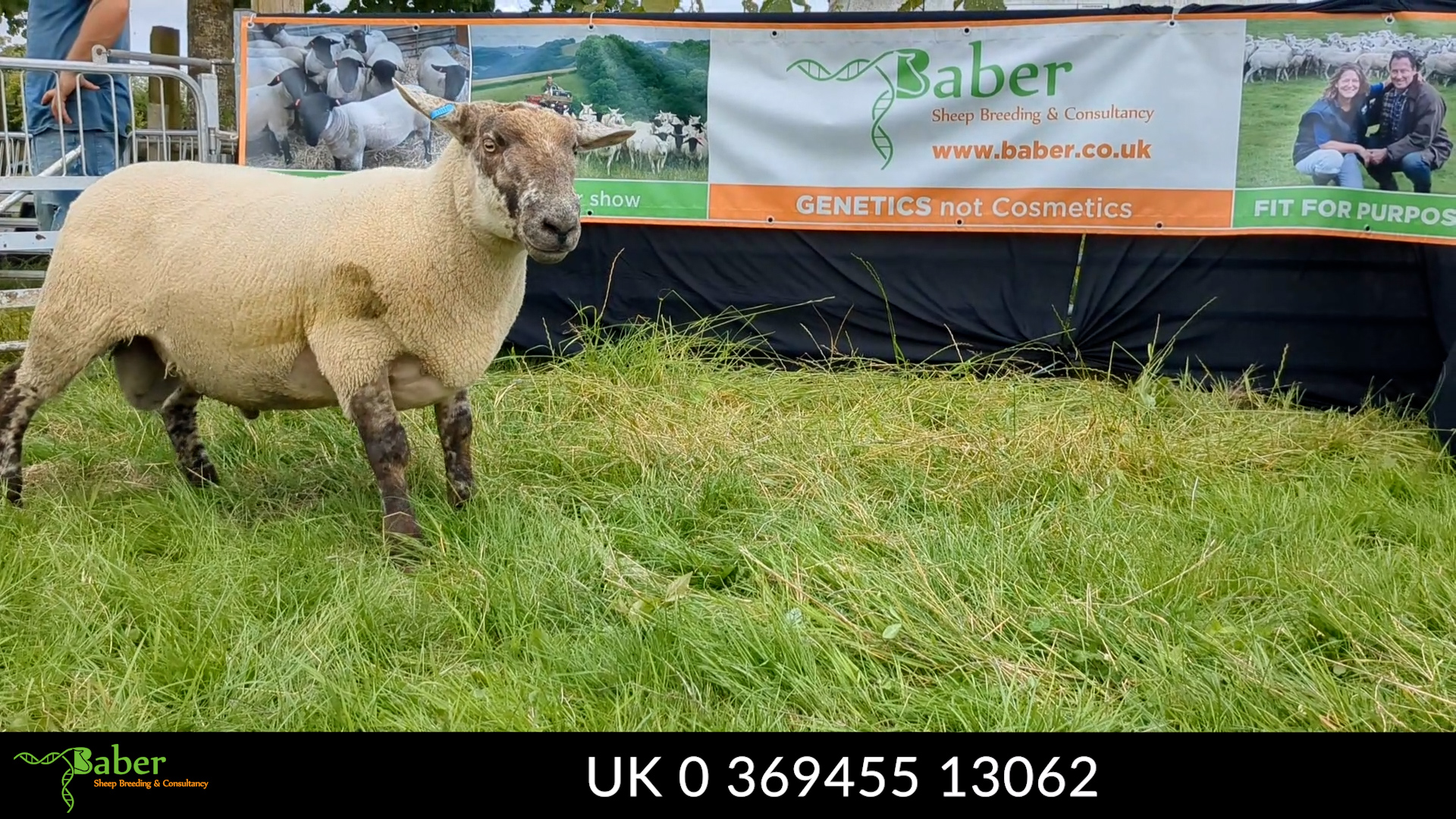 Rams For Sale - Peter Baber, Sheep Breeding & Consultancy