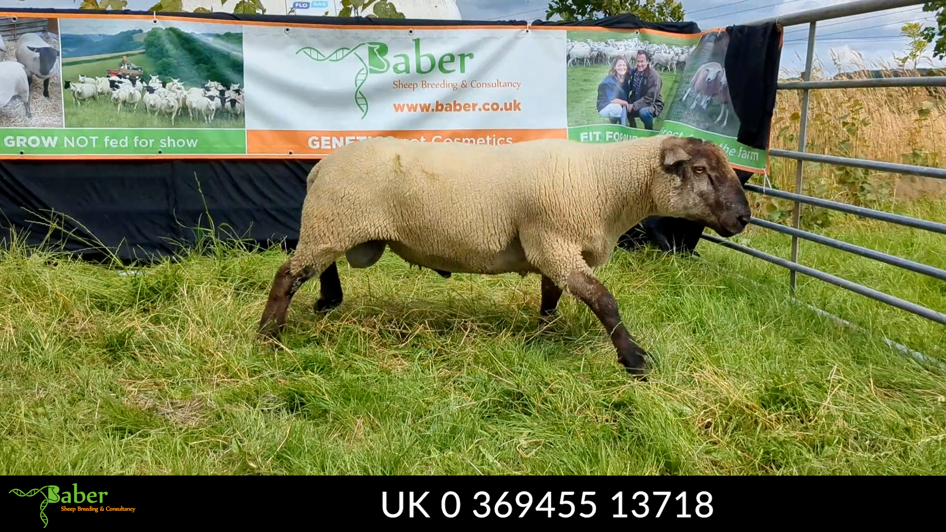 SufTex Archives - Peter Baber, Sheep Breeding & Consultancy