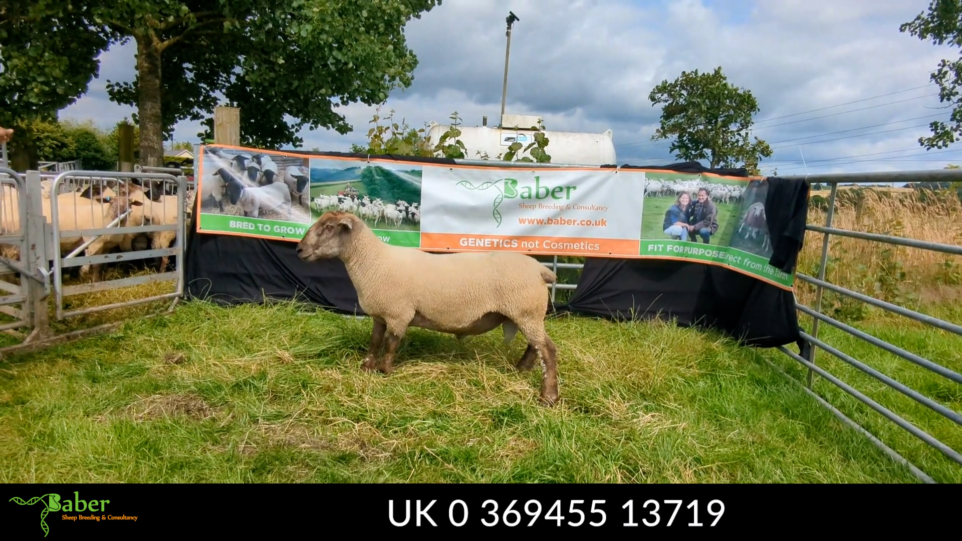 SufTex Archives - Peter Baber, Sheep Breeding & Consultancy