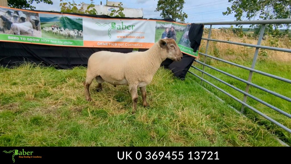 SufTex Archives - Peter Baber, Sheep Breeding & Consultancy