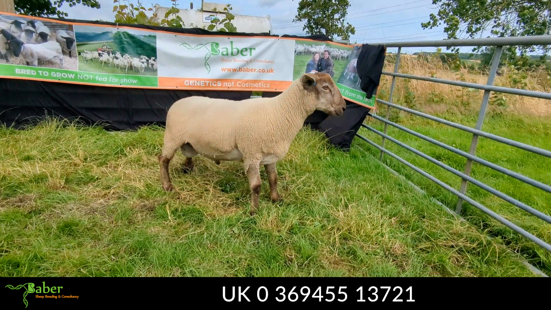 SufTex Archives - Peter Baber, Sheep Breeding & Consultancy