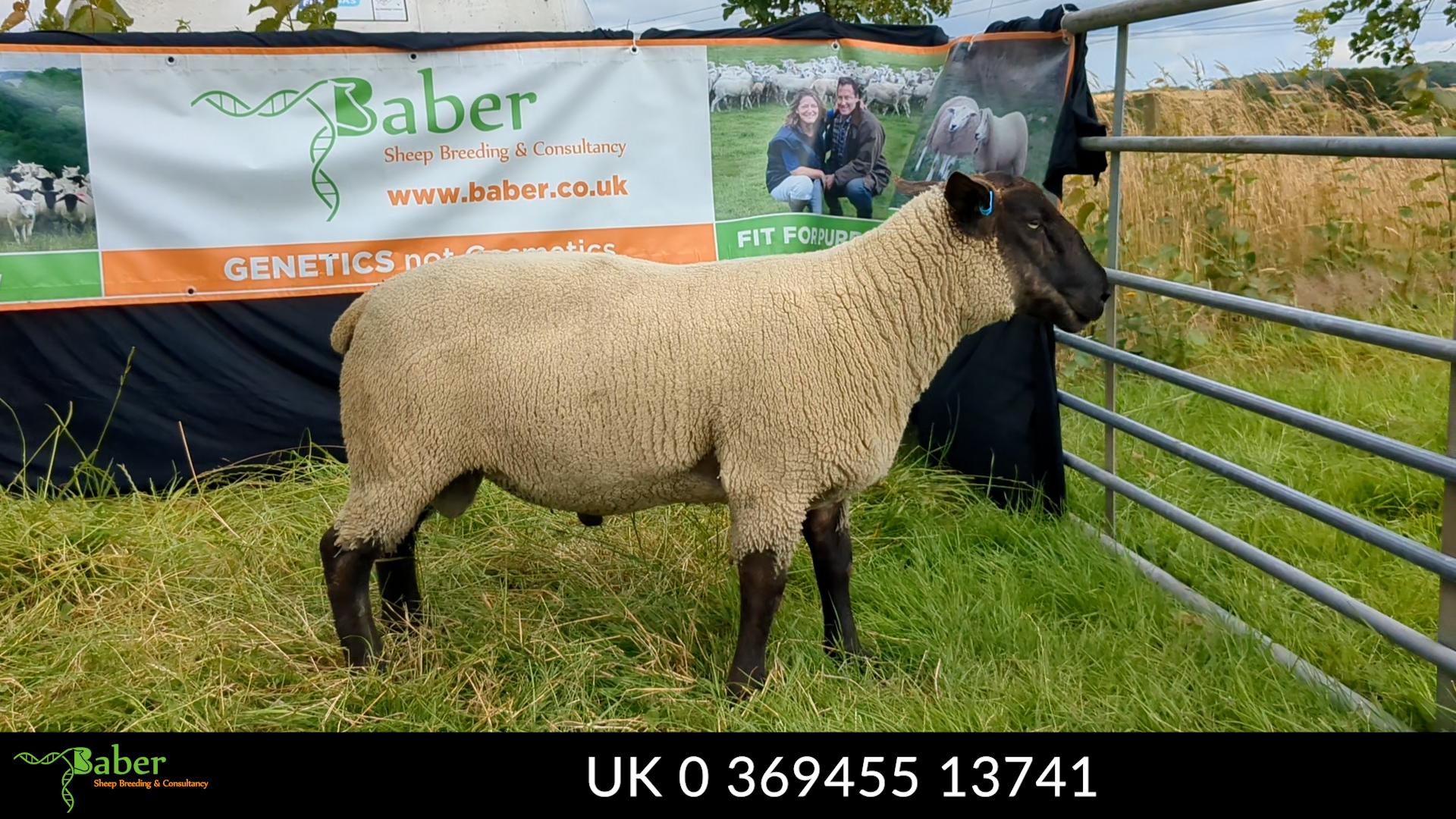 SufTex Archives - Peter Baber, Sheep Breeding & Consultancy
