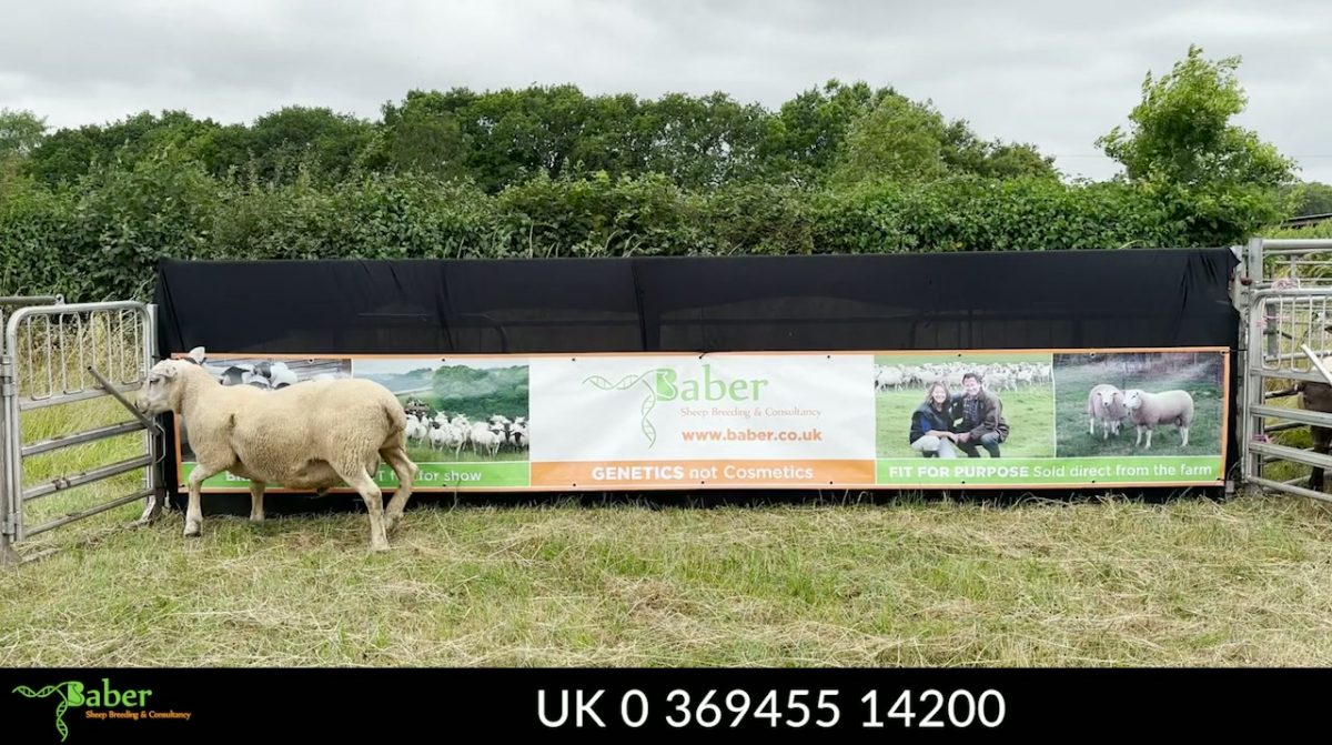 Rams For Sale - Peter Baber, Sheep Breeding & Consultancy