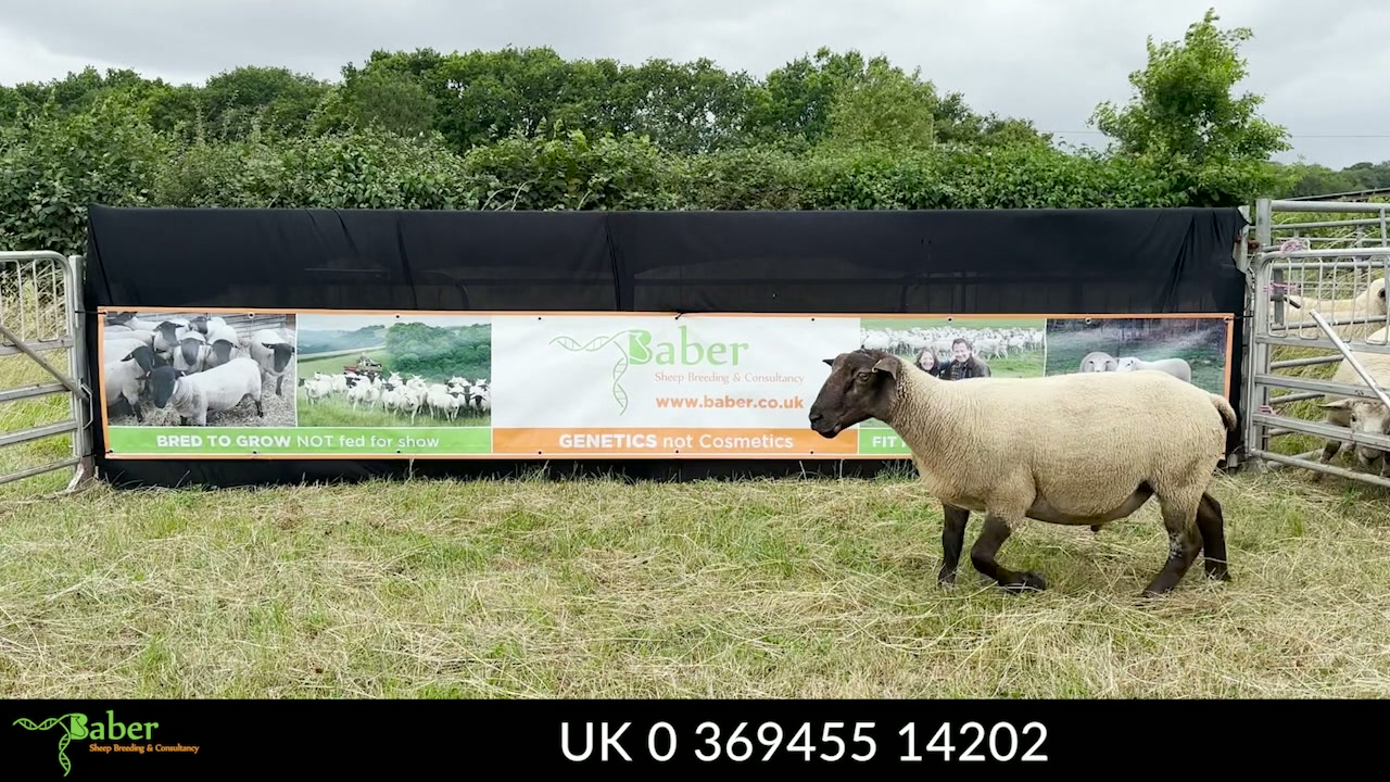14202 - ST - Peter Baber, Sheep Breeding & Consultancy