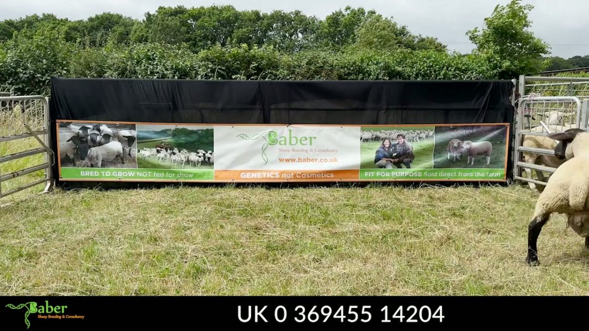 14204 - SST - Peter Baber, Sheep Breeding & Consultancy