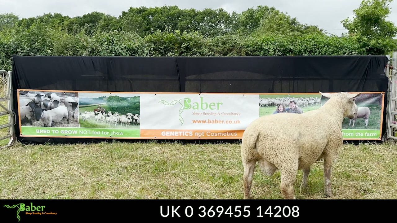 14208 - SST - Peter Baber, Sheep Breeding & Consultancy
