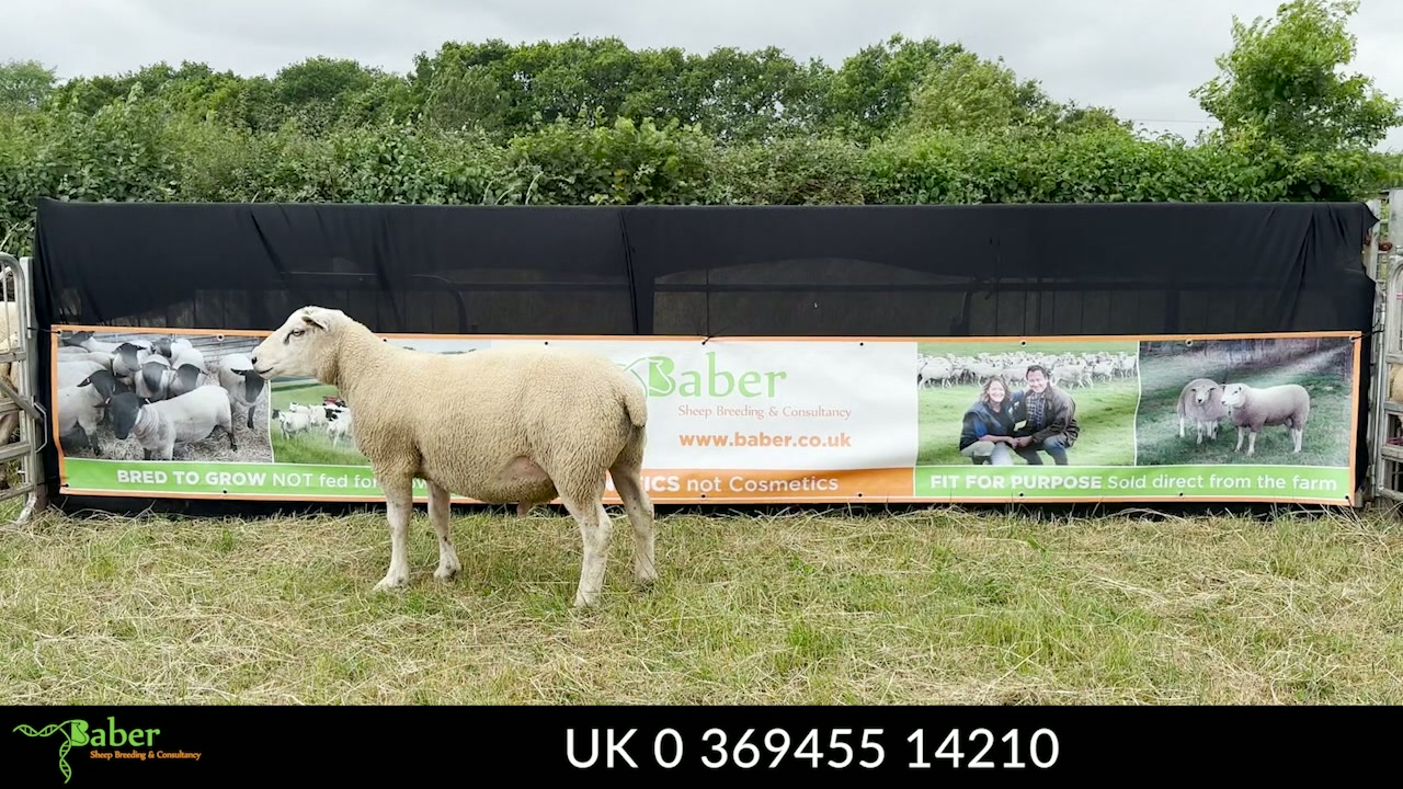 14210 - TST - Peter Baber, Sheep Breeding & Consultancy