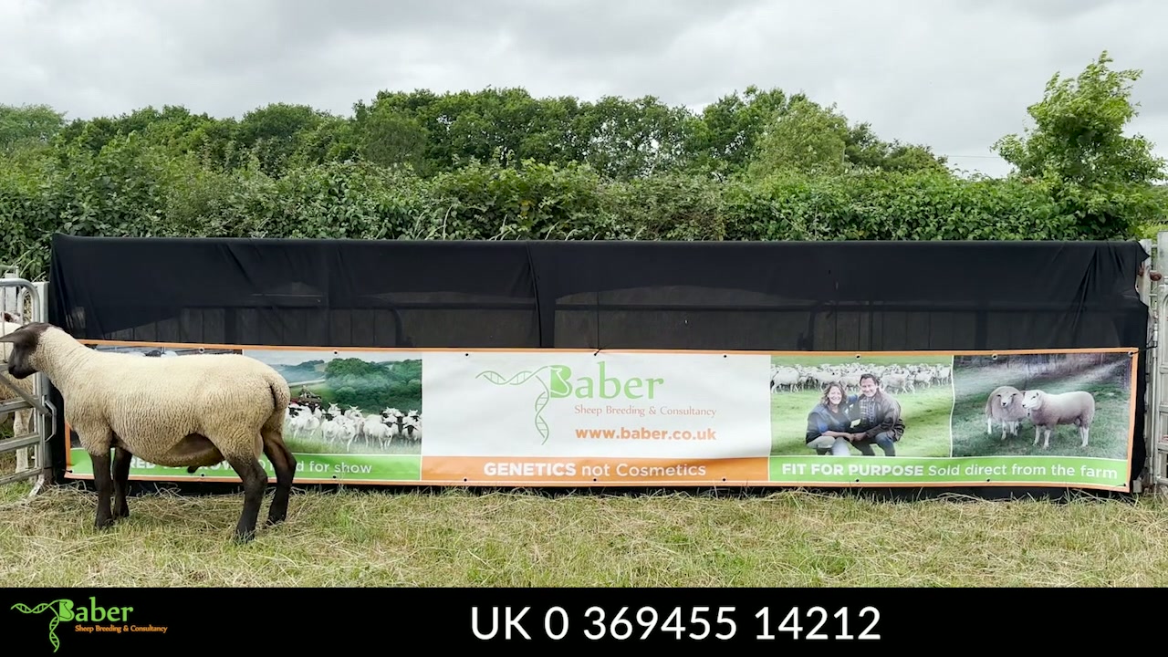 SufTex Archives - Peter Baber, Sheep Breeding & Consultancy