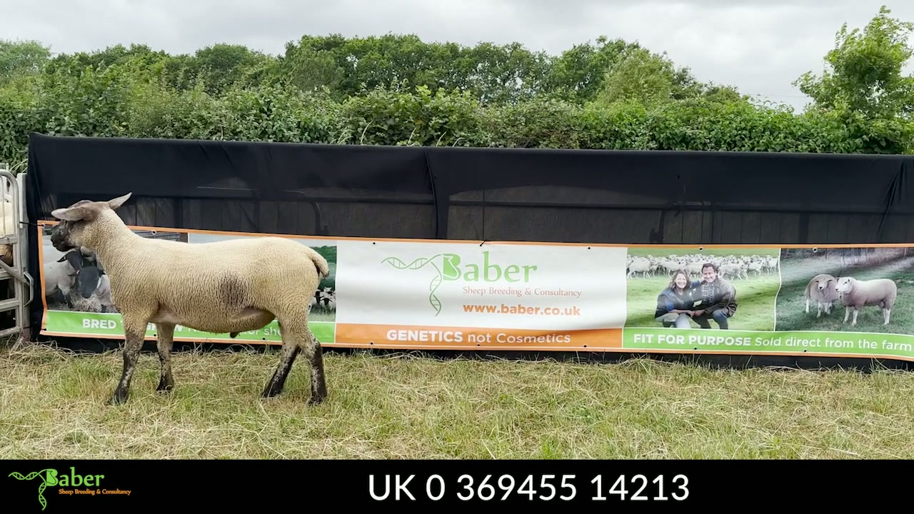 14213 - SST - Peter Baber, Sheep Breeding & Consultancy