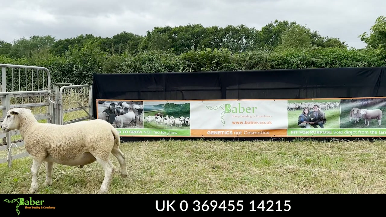 14215 - TST - Peter Baber, Sheep Breeding & Consultancy