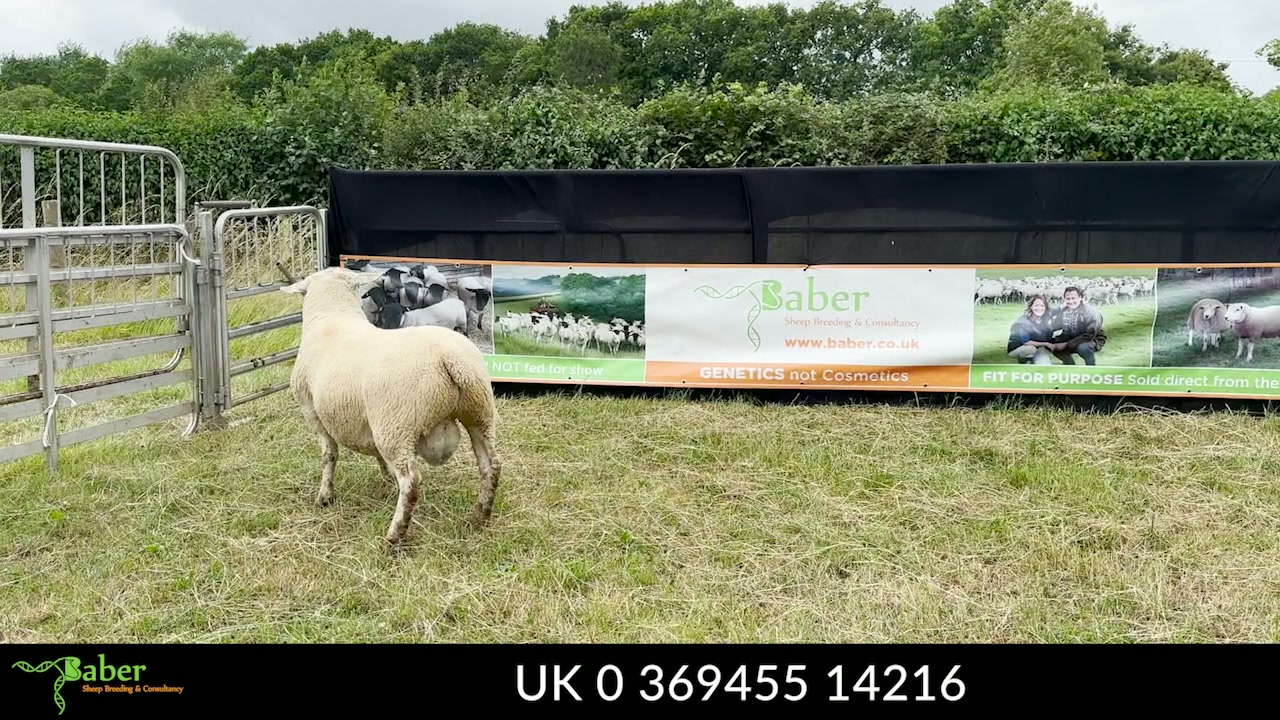 14216 - SST - Peter Baber, Sheep Breeding & Consultancy