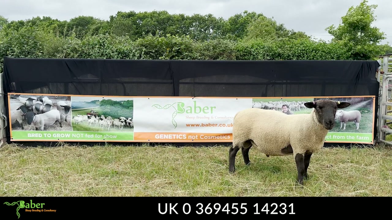 14231 - SST - Peter Baber, Sheep Breeding & Consultancy